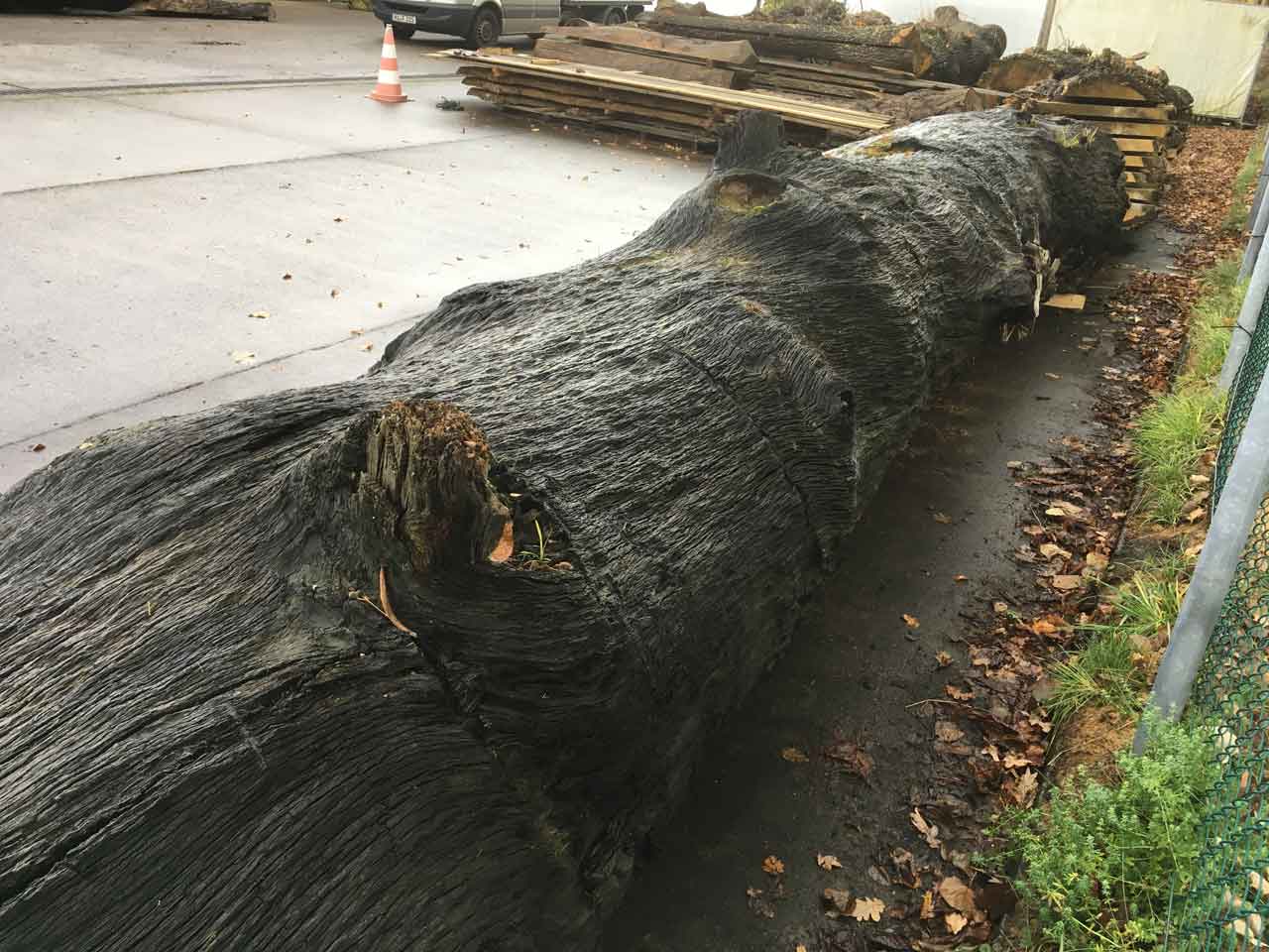 MOOREICHE- BESONDERER STOFF VOLLER MYTHEN – Rallis Pfeifengeschichte(n)